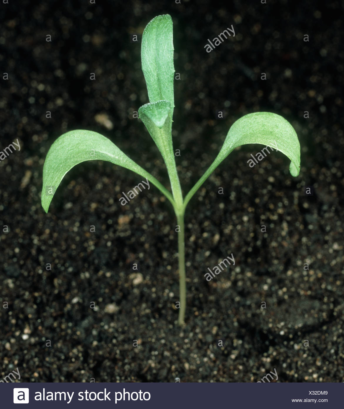 Seedling Cotyledons First True Leaves High Resolution Stock Photography ...