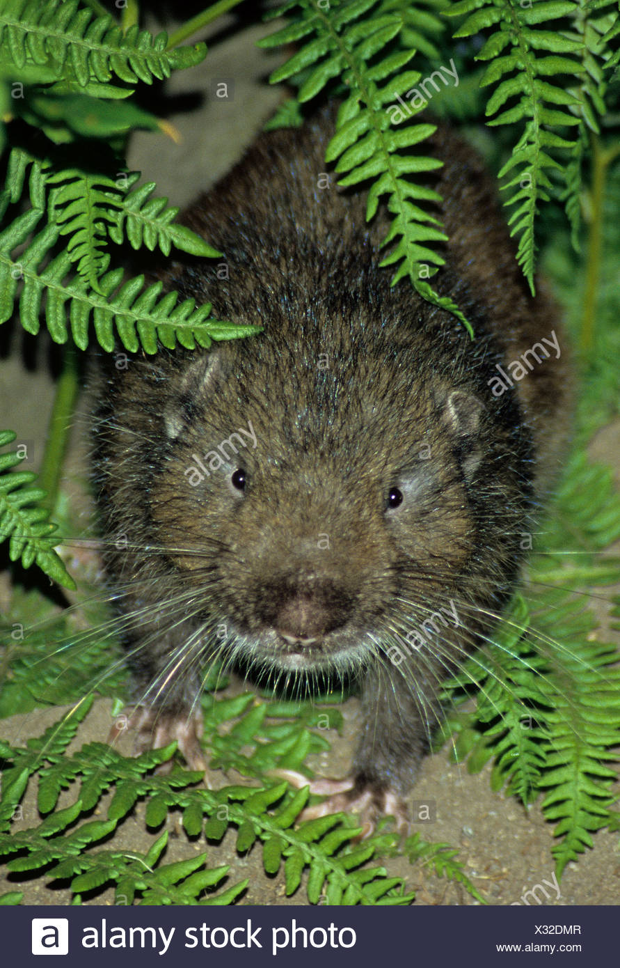 Mountain Beaver Aplodontia Rufa Stock Photos & Mountain Beaver ...