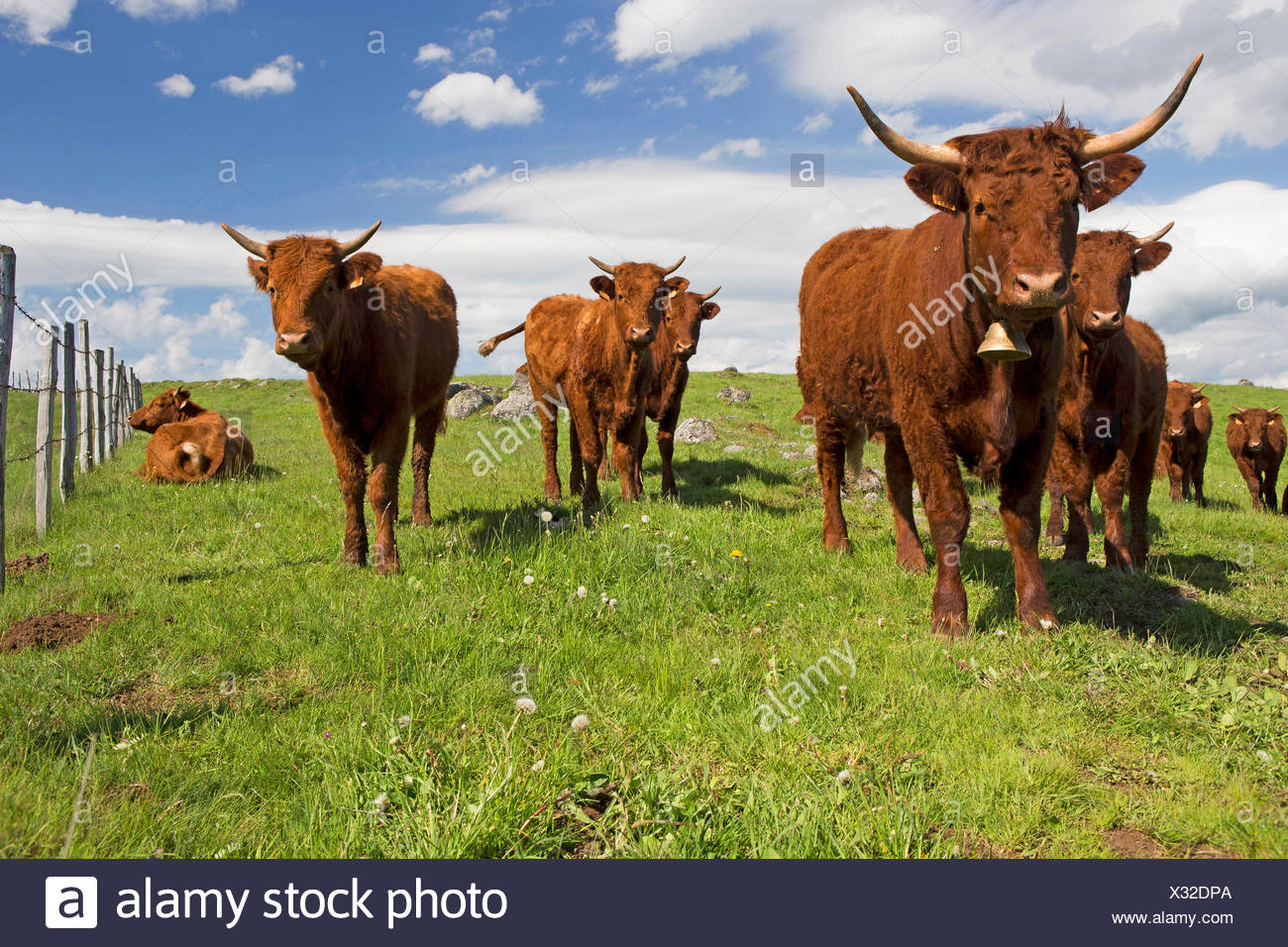 Salers Cow High Resolution Stock Photography and Images - Alamy