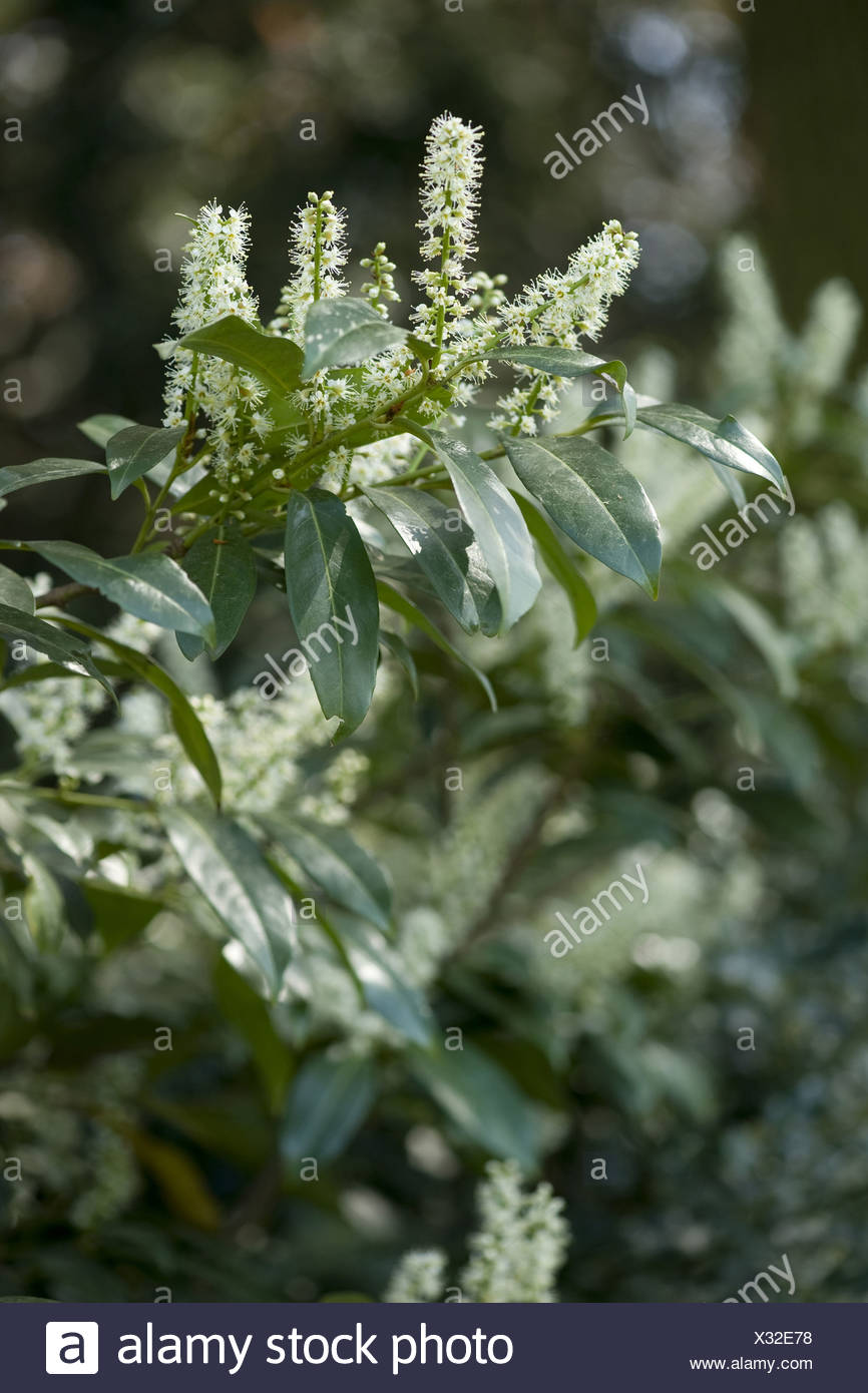 Cherry Laurel Plants High Resolution Stock Photography and Images - Alamy