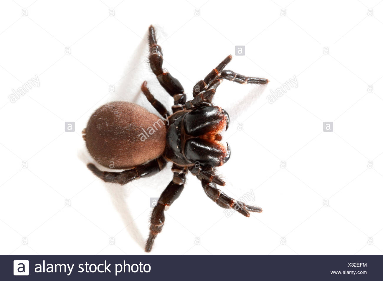 Mouse Spider High Resolution Stock Photography and Images - Alamy