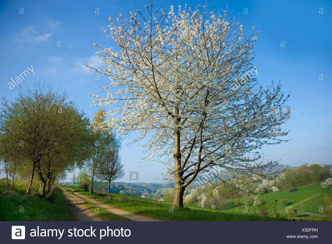 Mazzard Prunus High Resolution Stock Photography and Images - Alamy