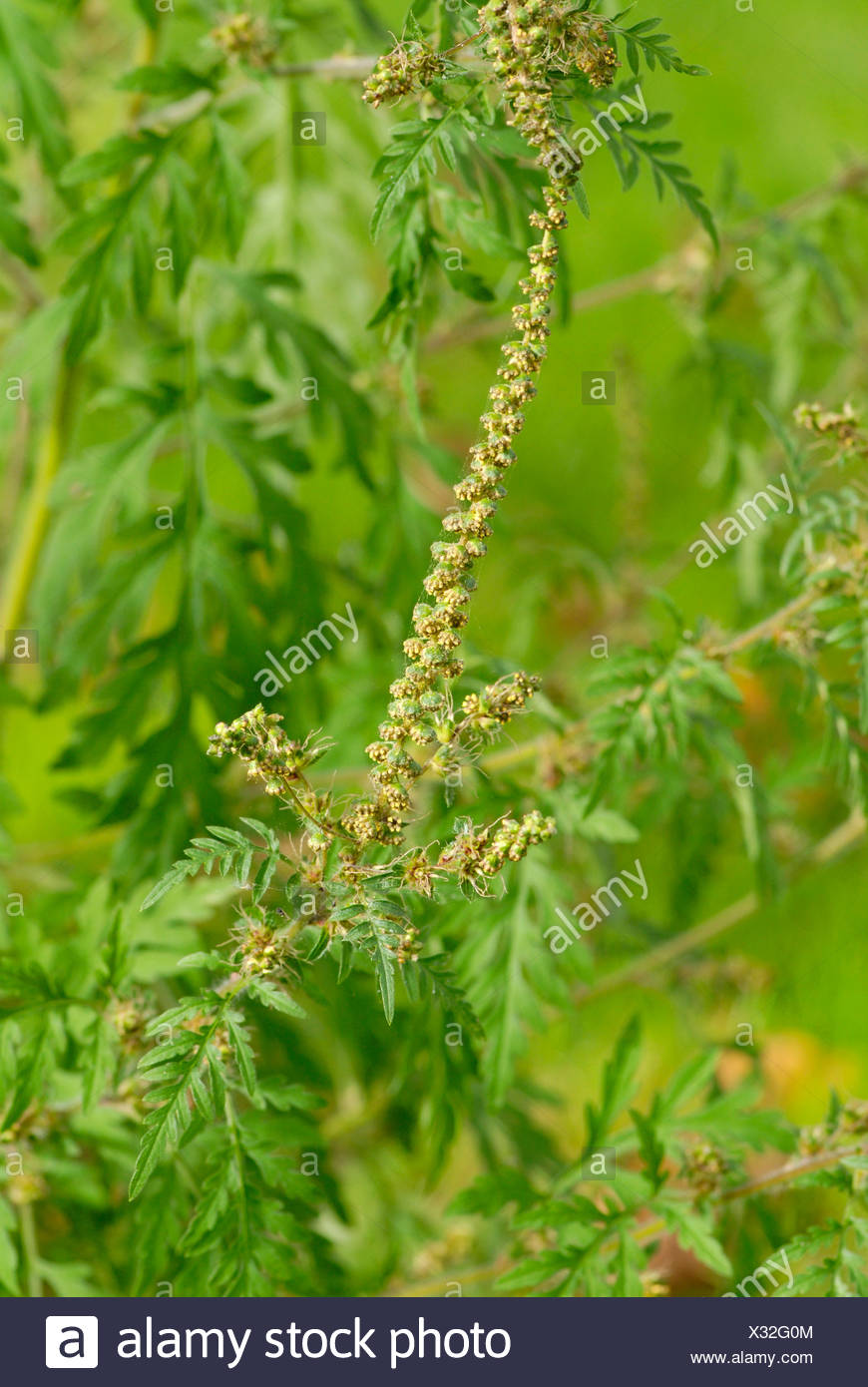 American Common Ragweed High Resolution Stock Photography and Images ...