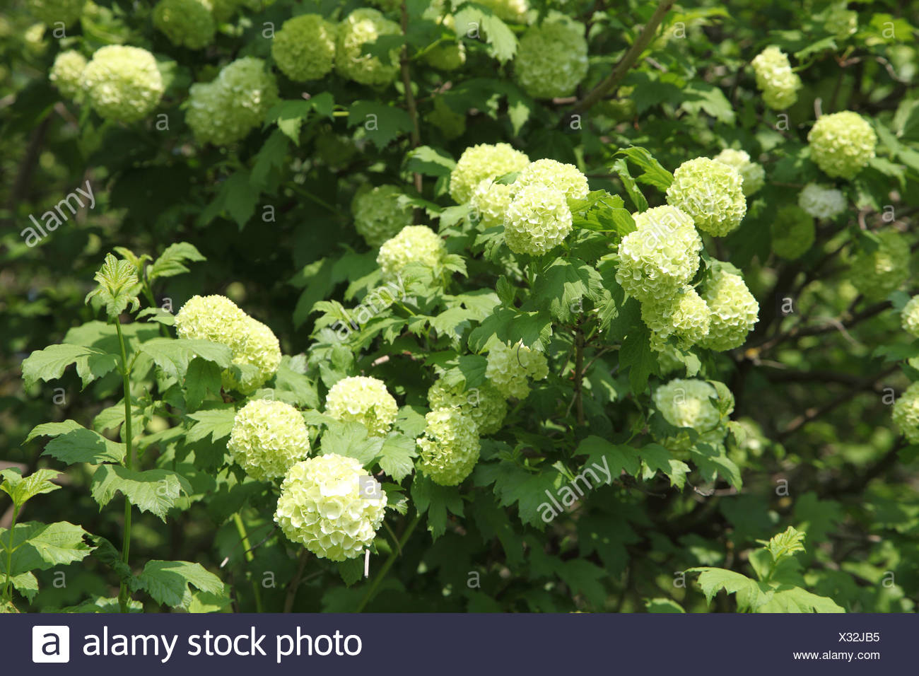 Pom Pom Bush High Resolution Stock Photography and Images - Alamy