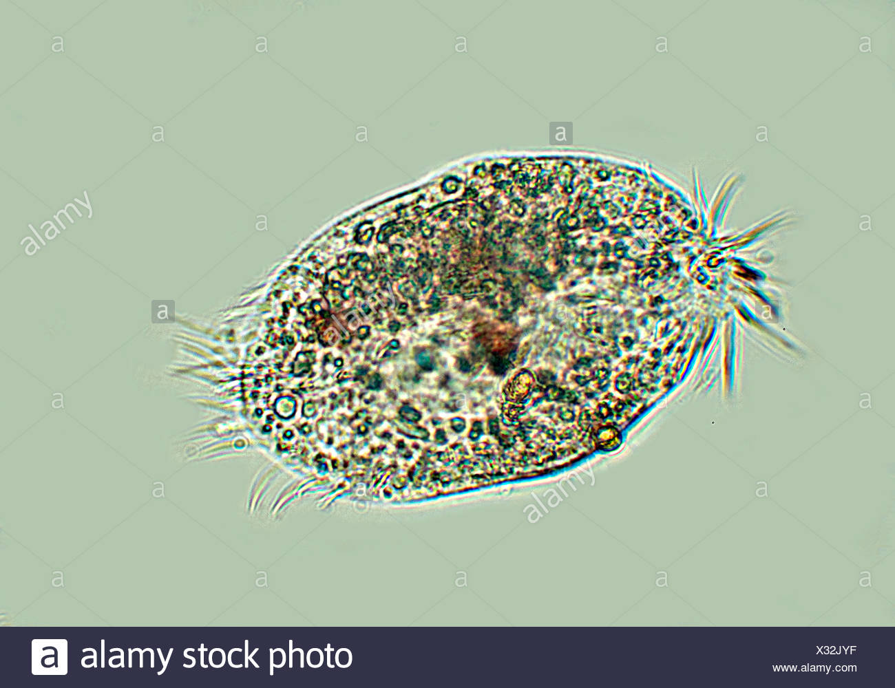 Ciliate Protozoans High Resolution Stock Photography and Images - Alamy