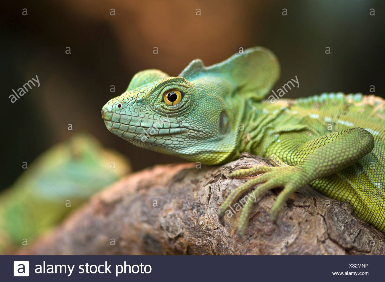 Basilisk Lizard High Resolution Stock Photography and Images - Alamy
