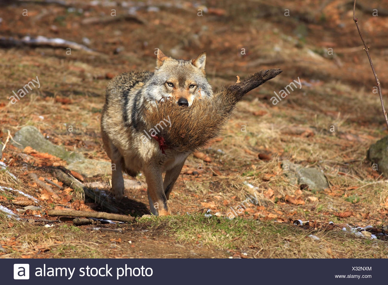 Boar Leg High Resolution Stock Photography and Images - Alamy