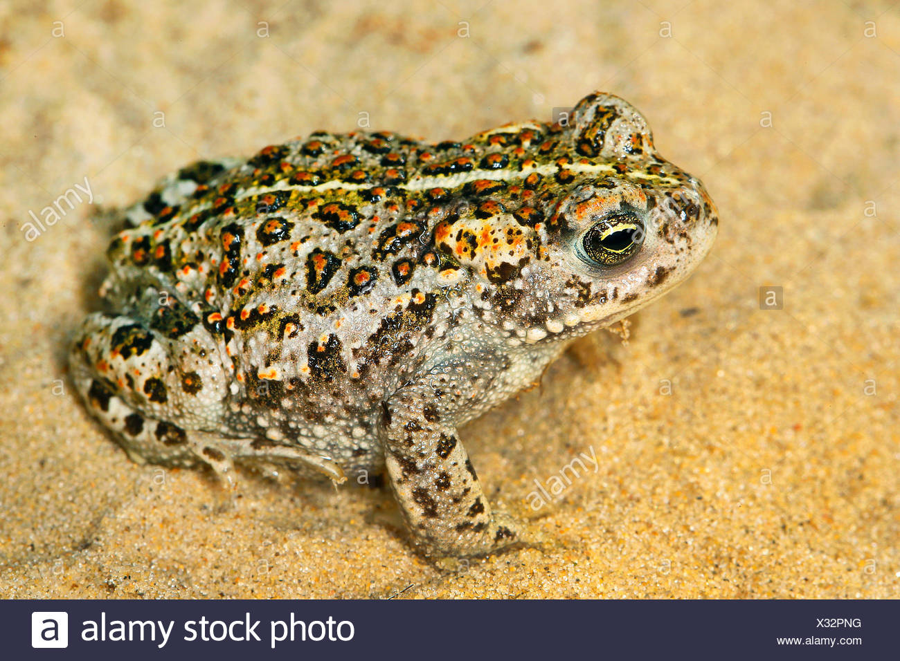 Natterjack Toads High Resolution Stock Photography and Images - Alamy