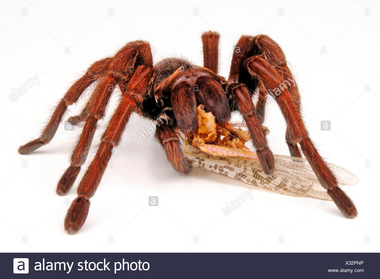 Bird Catching Spider High Resolution Stock Photography and Images - Alamy