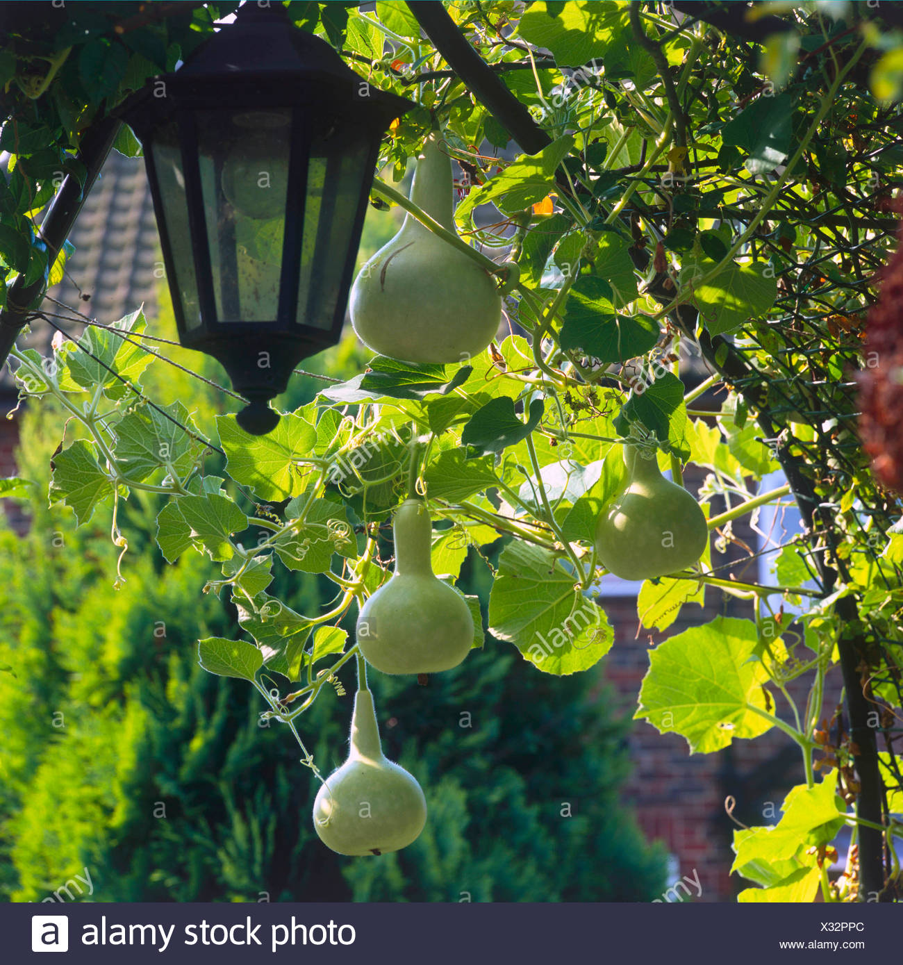 Bottle Gourds Lagenaria Siceraria High Resolution Stock Photography and ...