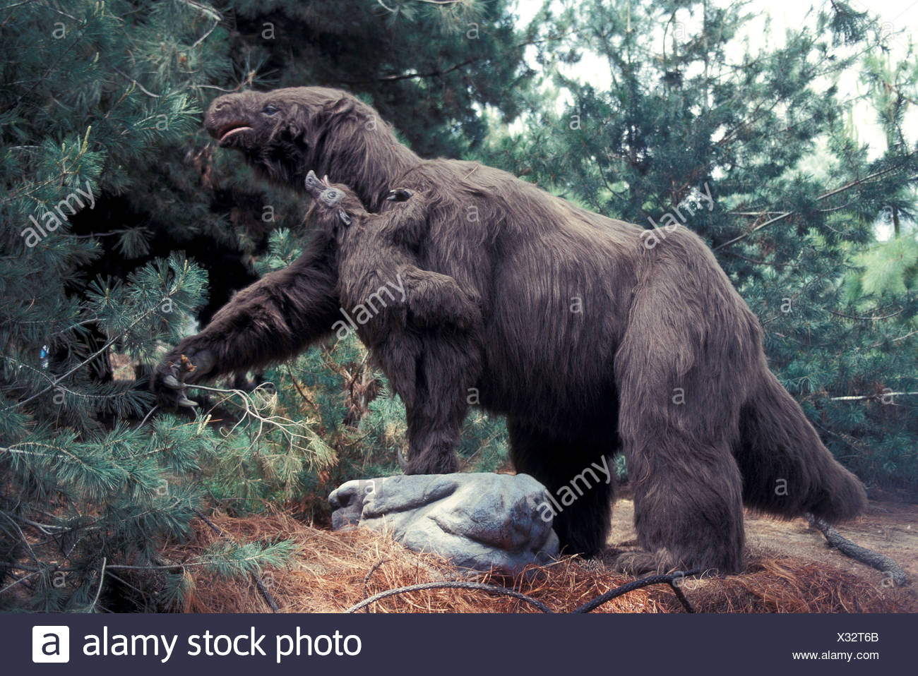 Extinct Sloth High Resolution Stock Photography and Images - Alamy