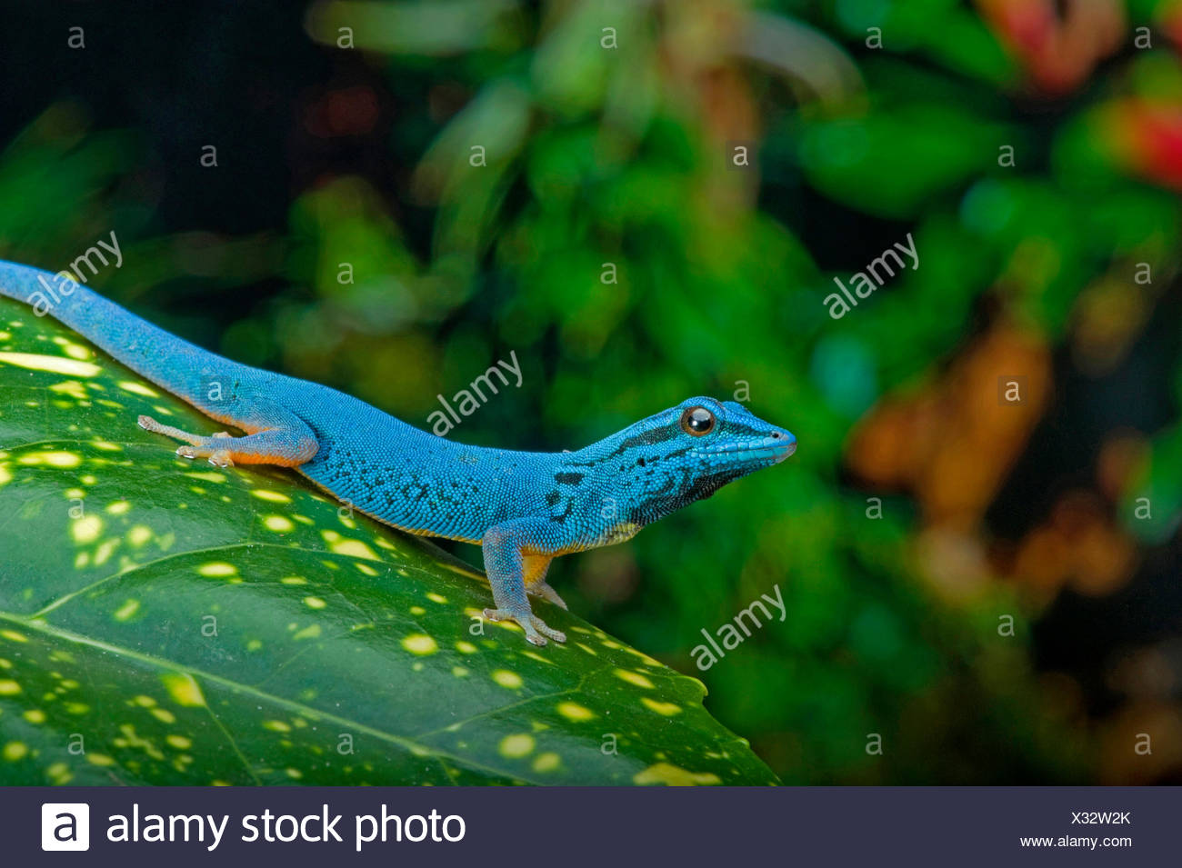 Williams Dwarf Gecko Lygodactylus Williamsi High Resolution Stock ...