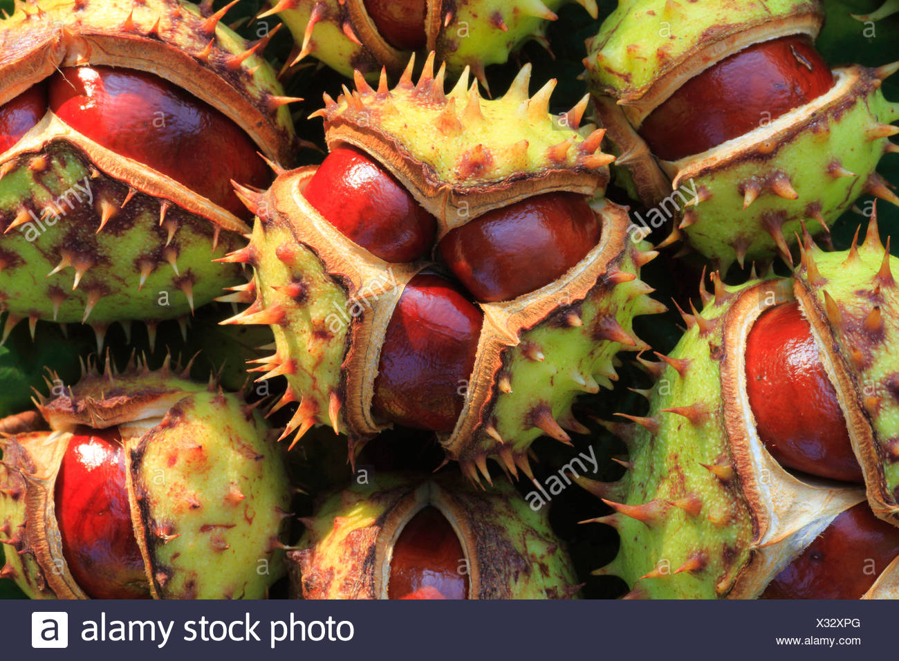 Conker Stock Photos & Conker Stock Images - Alamy
