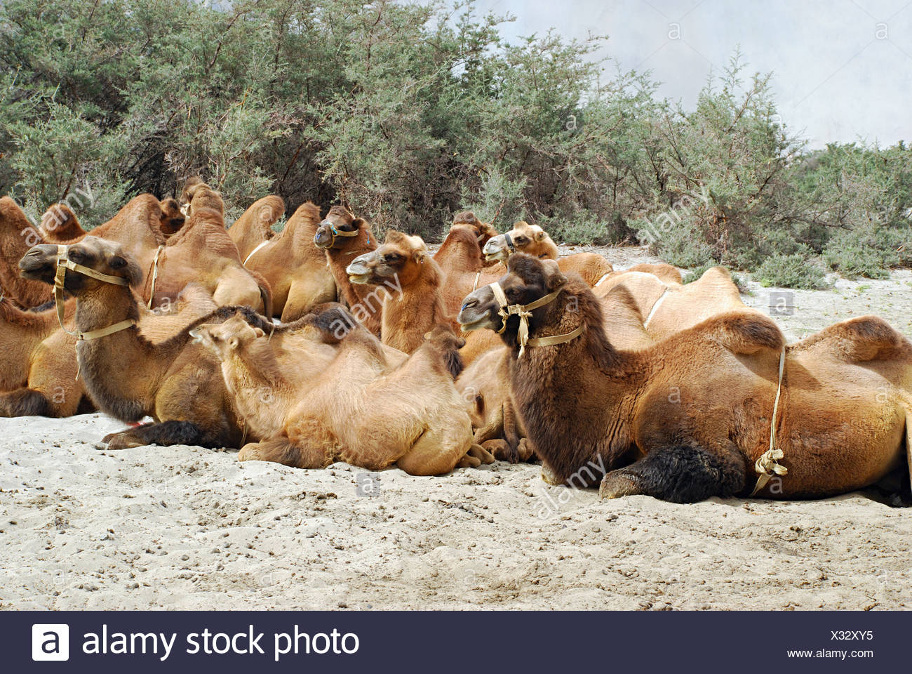 Himalayan Camels High Resolution Stock Photography and Images - Alamy