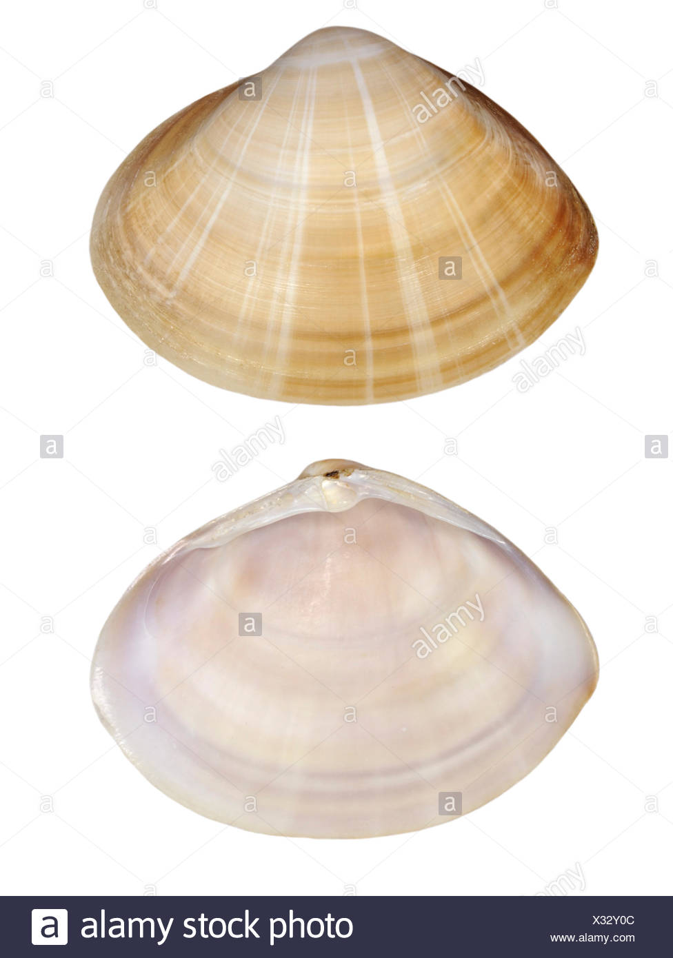 Trough Shells High Resolution Stock Photography and Images - Alamy