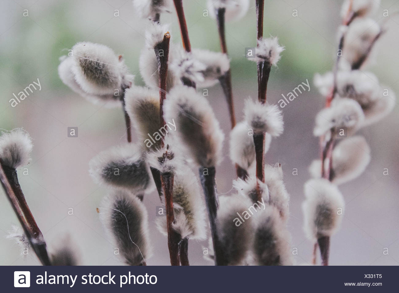 Downy Willow High Resolution Stock Photography and Images - Alamy