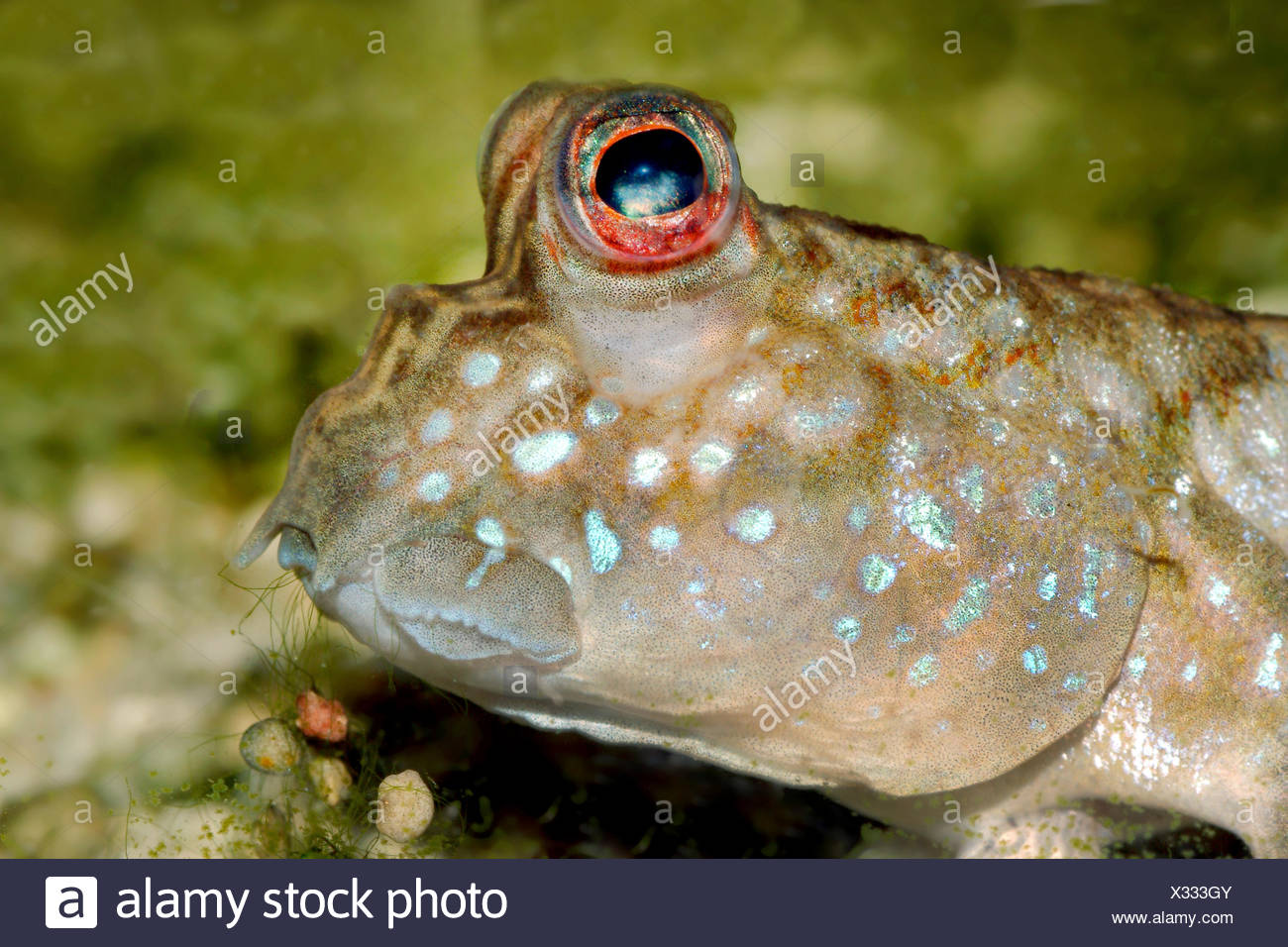 Mudskipper High Resolution Stock Photography and Images - Alamy