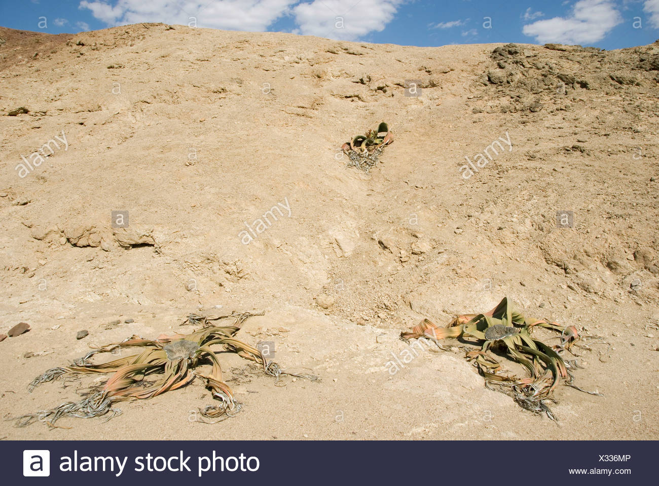 Namibian Native Plants High Resolution Stock Photography and Images - Alamy