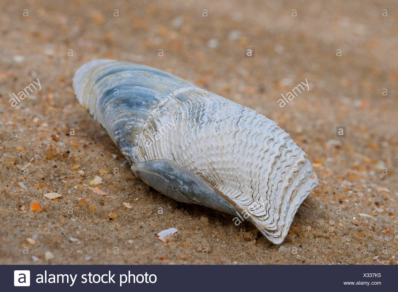 Piddock Stock Photos & Piddock Stock Images - Alamy