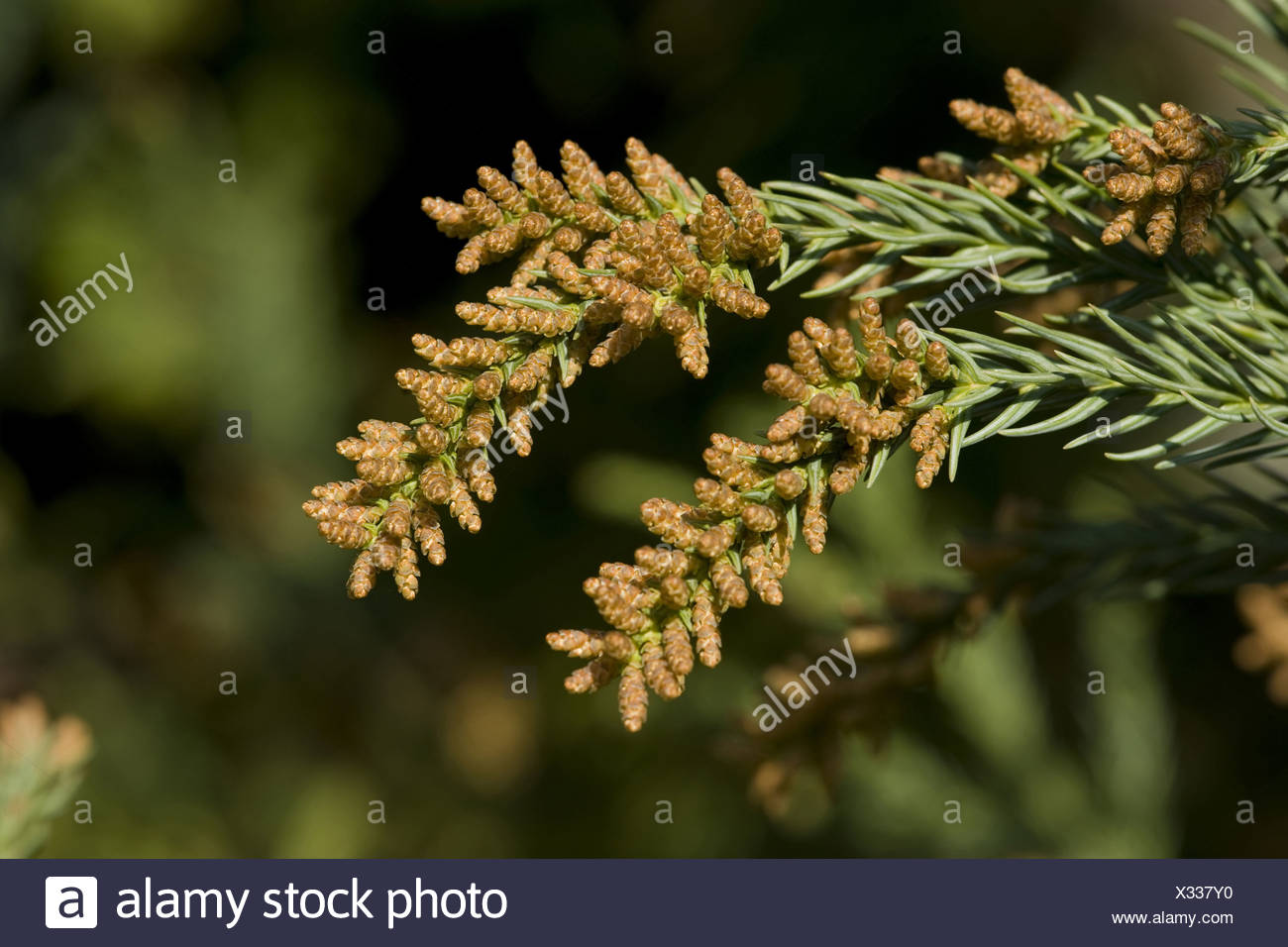 Sugi Trees High Resolution Stock Photography and Images - Alamy