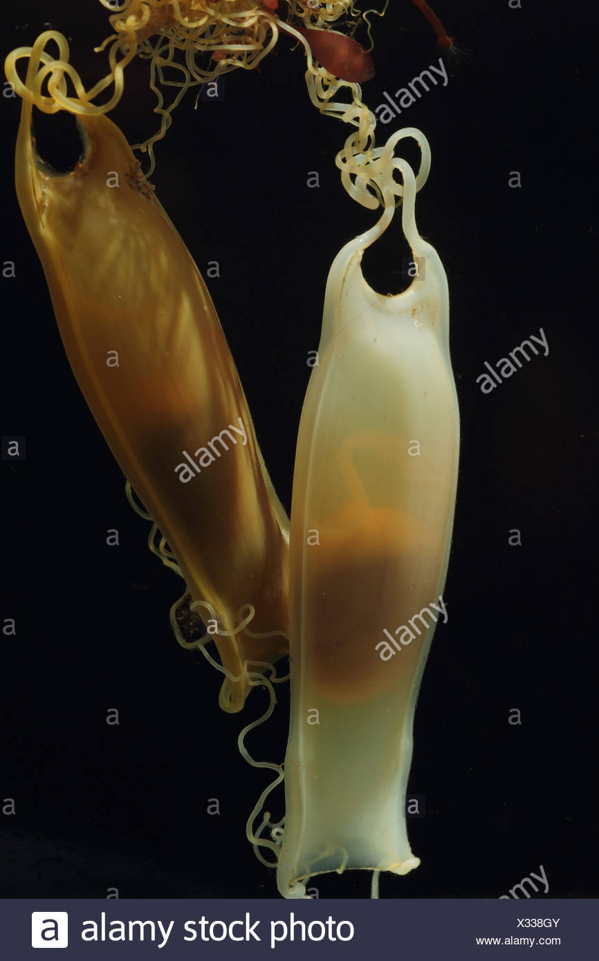 Visable High Resolution Stock Photography and Images - Alamy