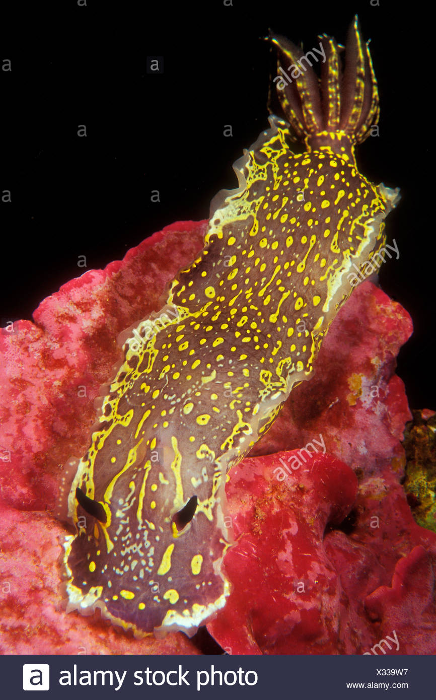 Sea Slug Nudibranch Mediterranean Hypselodoris Stock Photos & Sea Slug ...