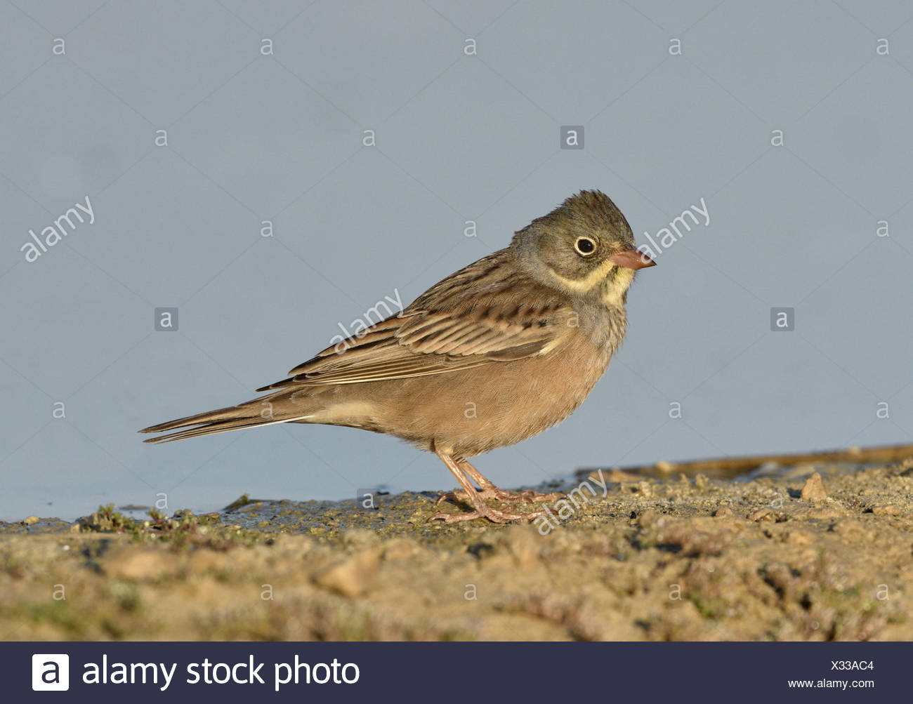 Bunting Buntings High Resolution Stock Photography and Images - Alamy
