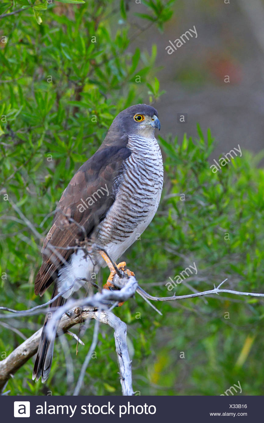Accipiter Tachiro Stock Photos & Accipiter Tachiro Stock Images - Alamy