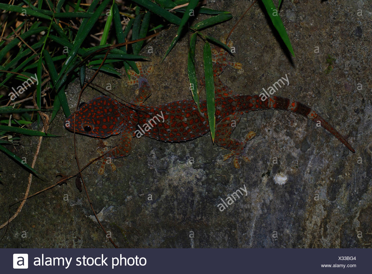 Gekko Gecko High Resolution Stock Photography and Images - Alamy