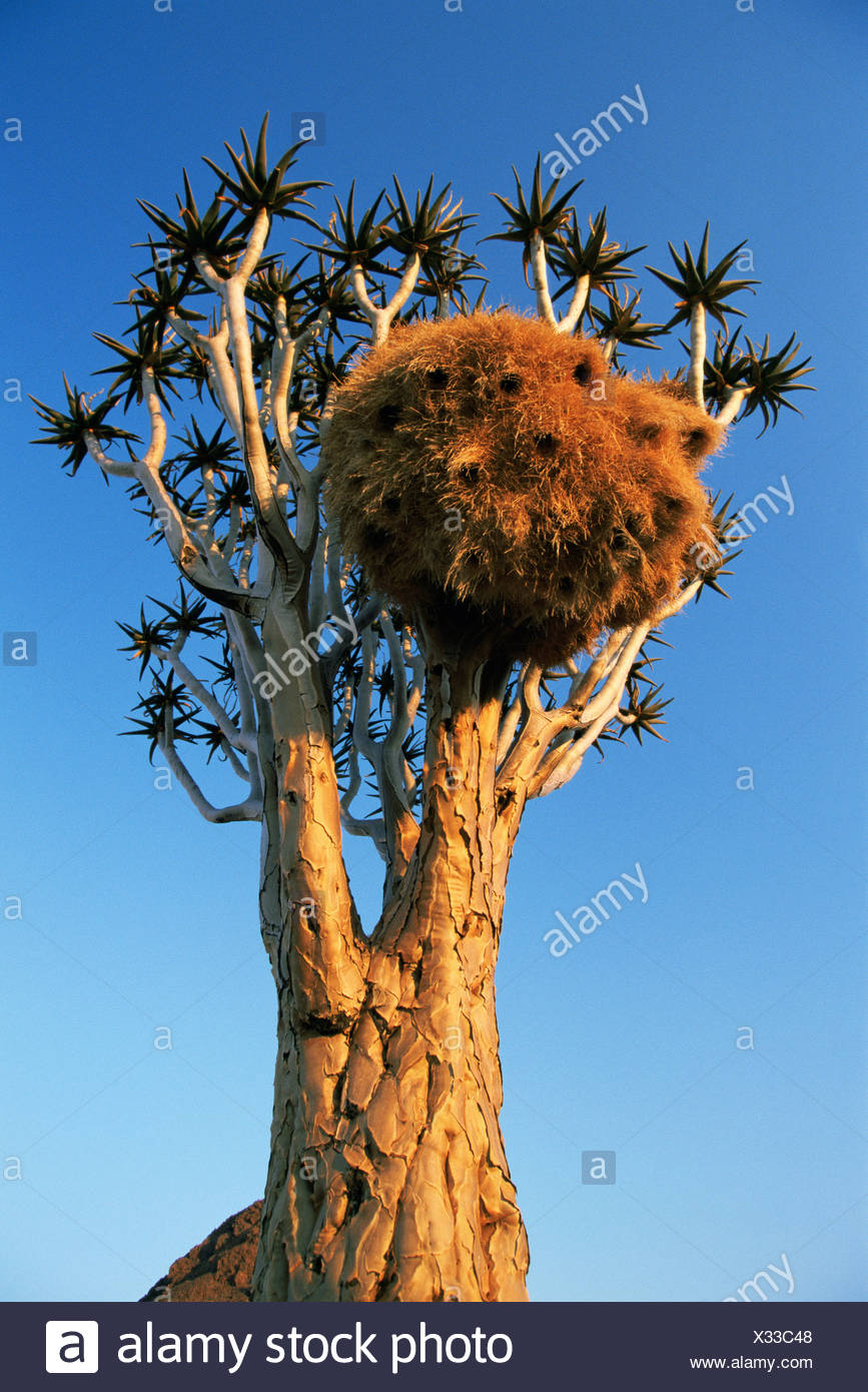 What Type Of Bird Is This High Resolution Stock Photography and Images ...