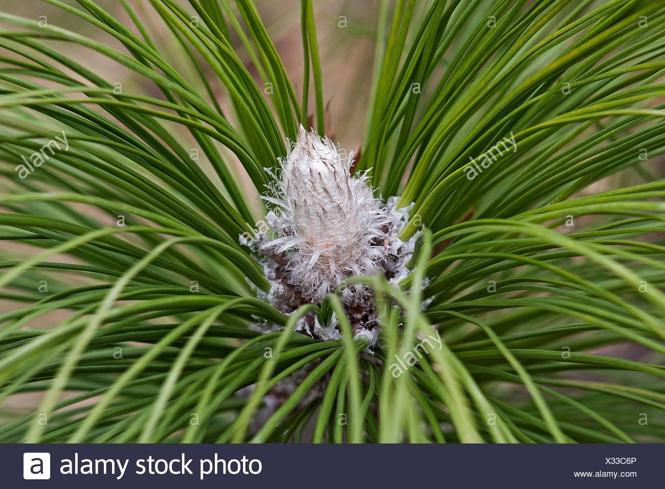 Southern Yellow Pine Stock Photos & Southern Yellow Pine Stock Images ...