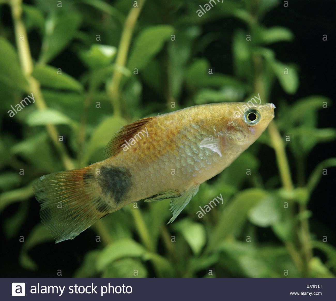 Xiphophorus Variatus Stock Photos & Xiphophorus Variatus Stock Images ...