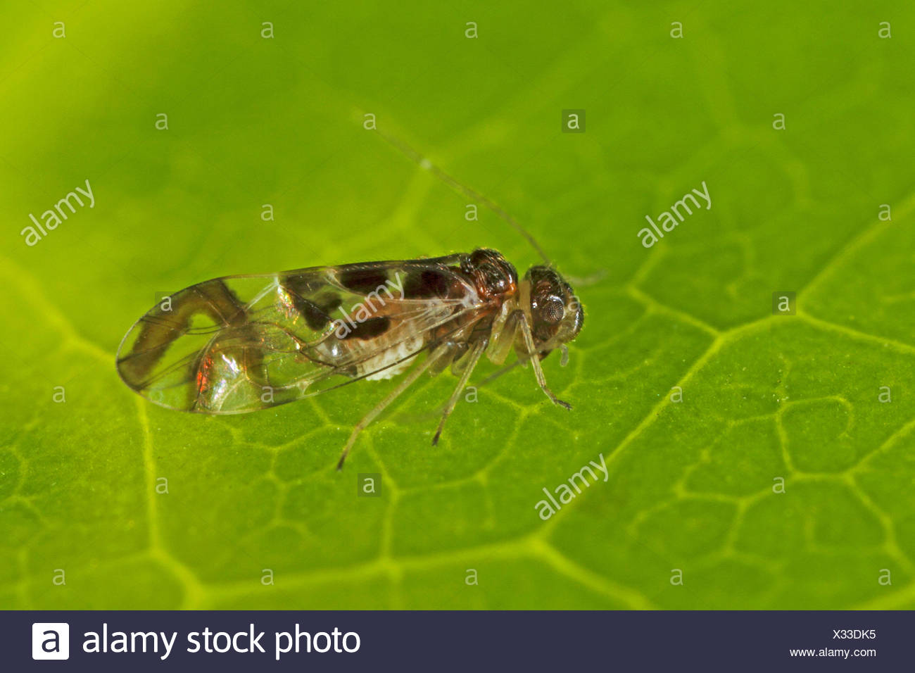 Dust Leaf High Resolution Stock Photography and Images - Alamy