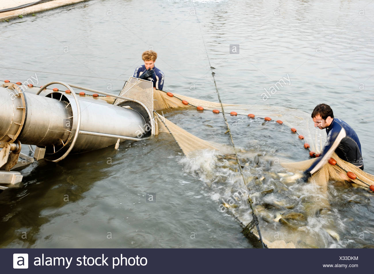 Man Harvesting Fish Stock Photos & Man Harvesting Fish Stock Images - Alamy