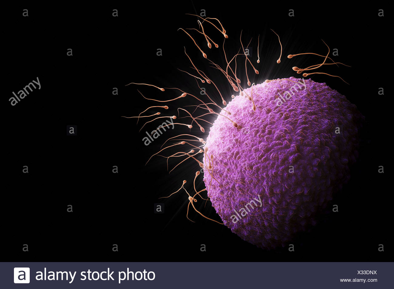 Ovum Sperm Conception High Resolution Stock Photography and Images - Alamy