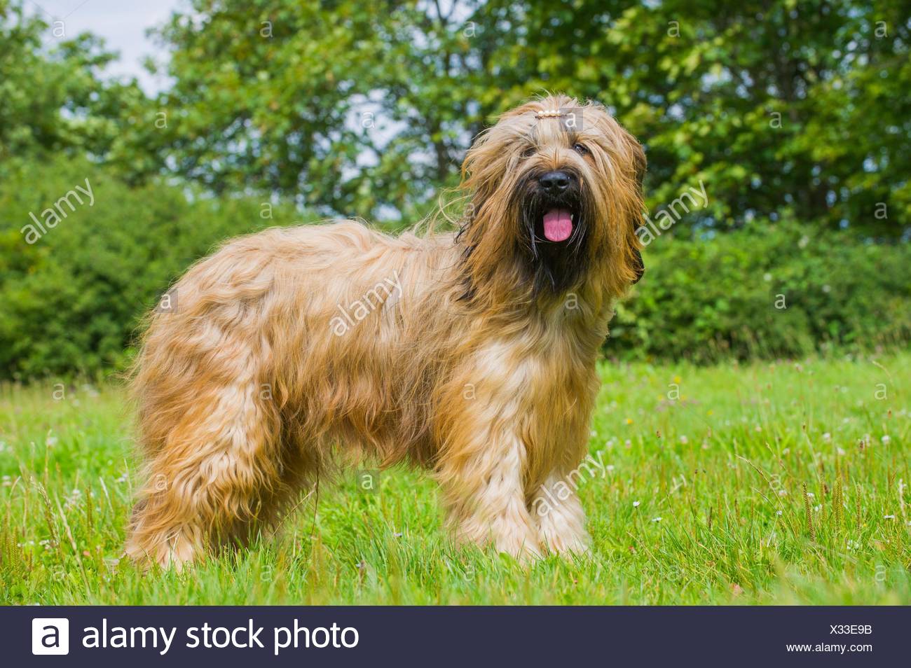 Briard Dog High Resolution Stock Photography and Images - Alamy