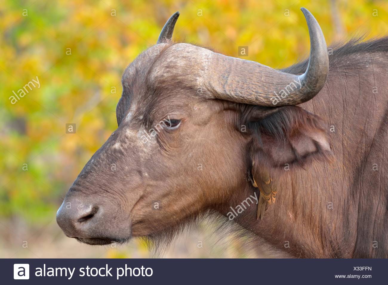 African Cape Buffalo And Oxpecker High Resolution Stock Photography and ...