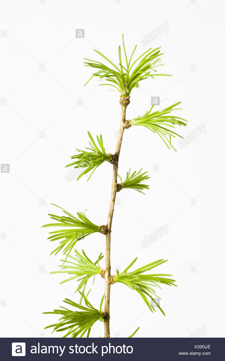 Larch Branch Stock Photos & Larch Branch Stock Images - Alamy