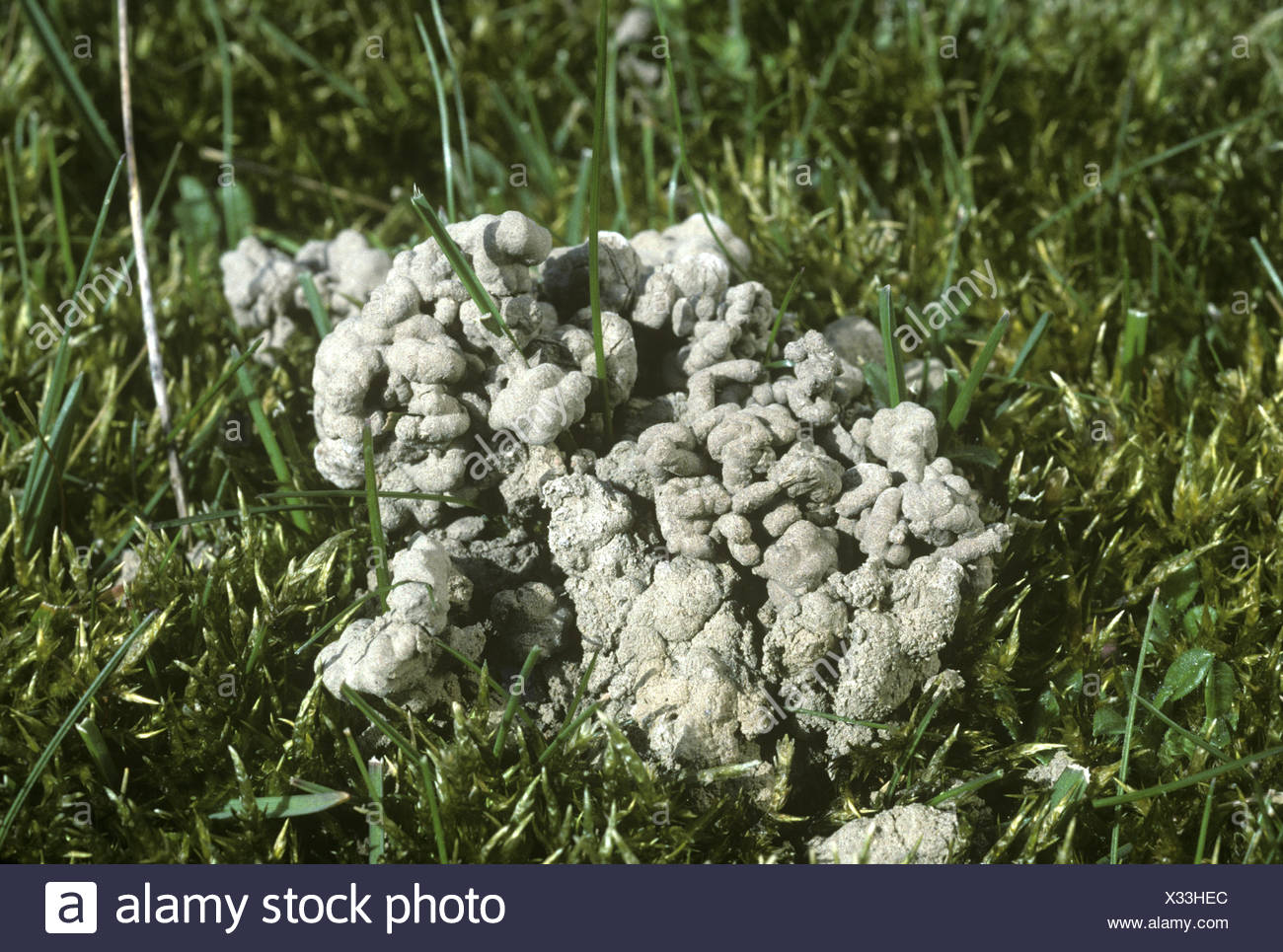 Lob Worms High Resolution Stock Photography and Images - Alamy