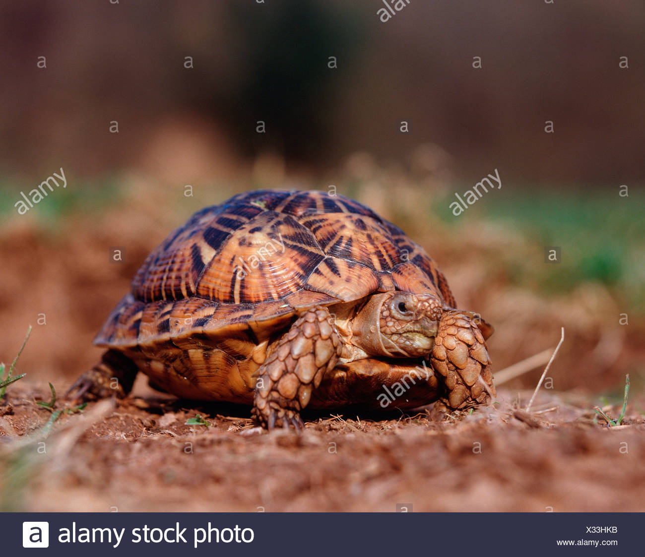 Testudo Elegans High Resolution Stock Photography and Images - Alamy