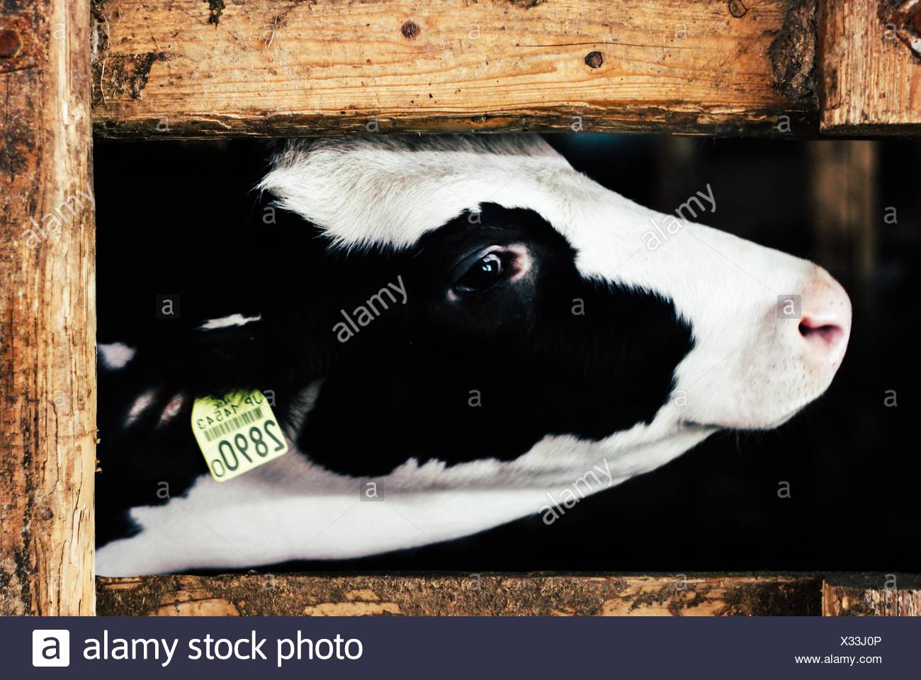 Calf Head Stock Photos & Calf Head Stock Images - Alamy