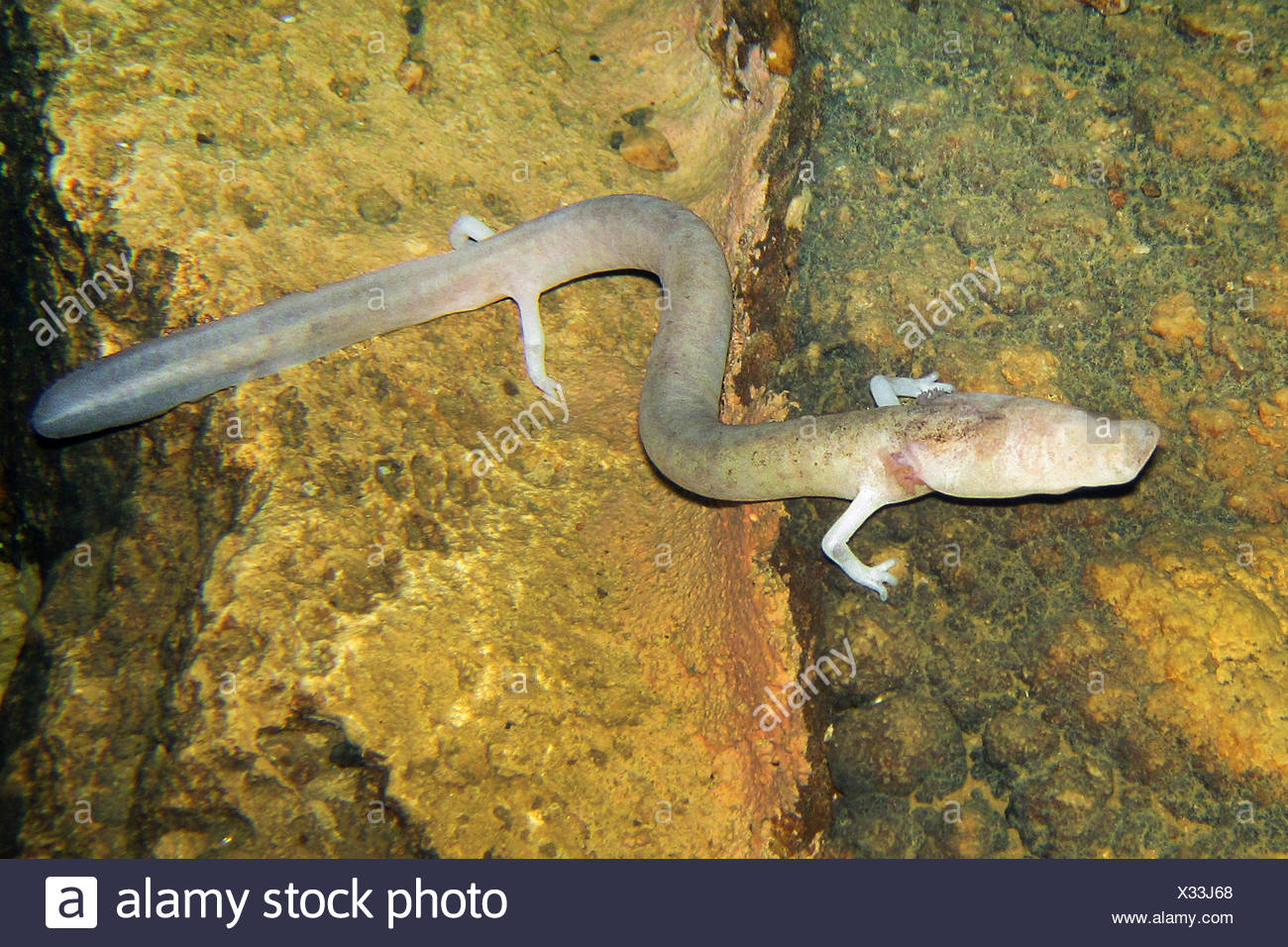 Olm Salamander Stock Photos & Olm Salamander Stock Images - Alamy