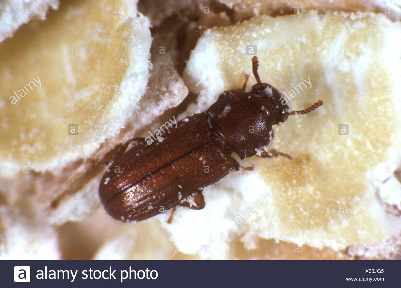 Tribolium Castaneum High Resolution Stock Photography and Images - Alamy