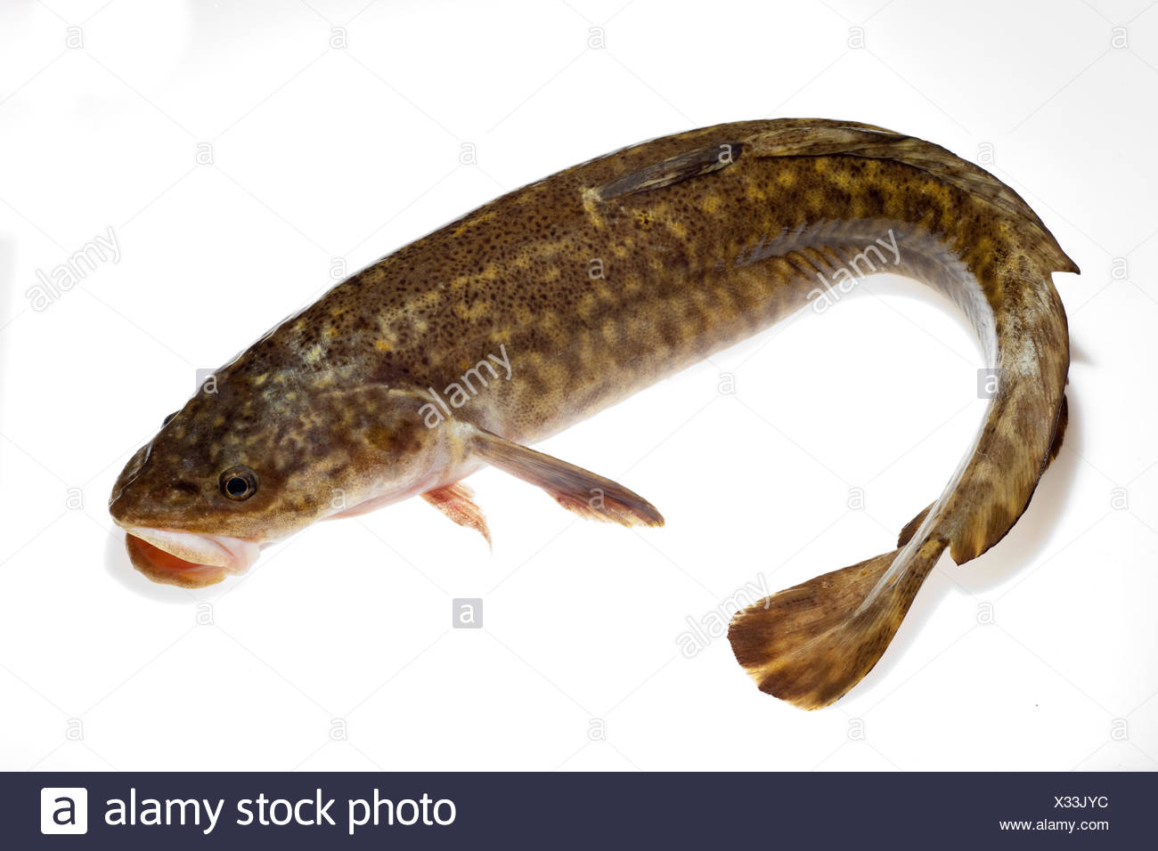 Lota High Resolution Stock Photography and Images - Alamy