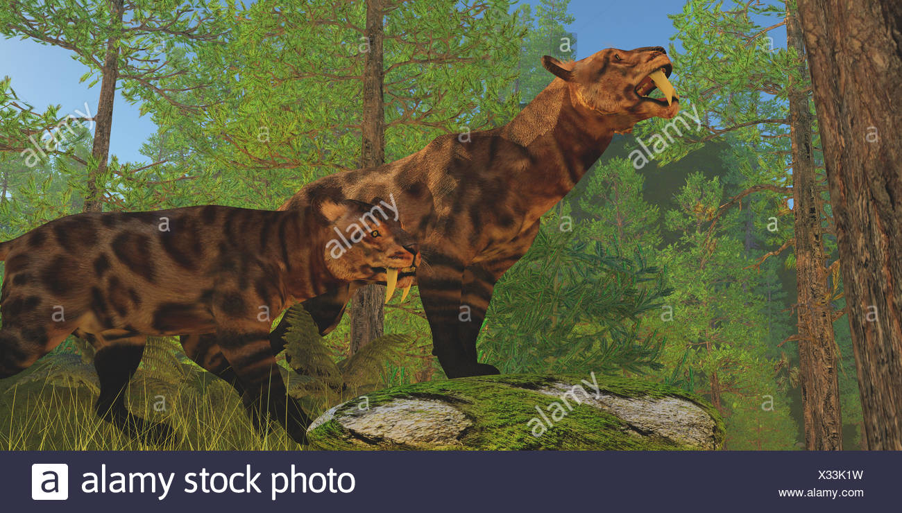 Saber Toothed Cat High Resolution Stock Photography and Images - Alamy