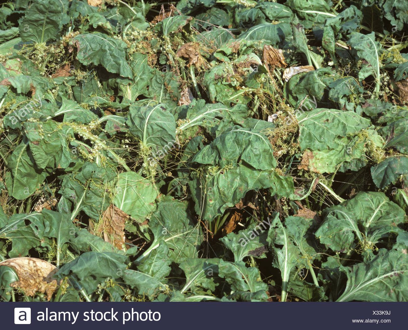 Strangleweed High Resolution Stock Photography and Images - Alamy