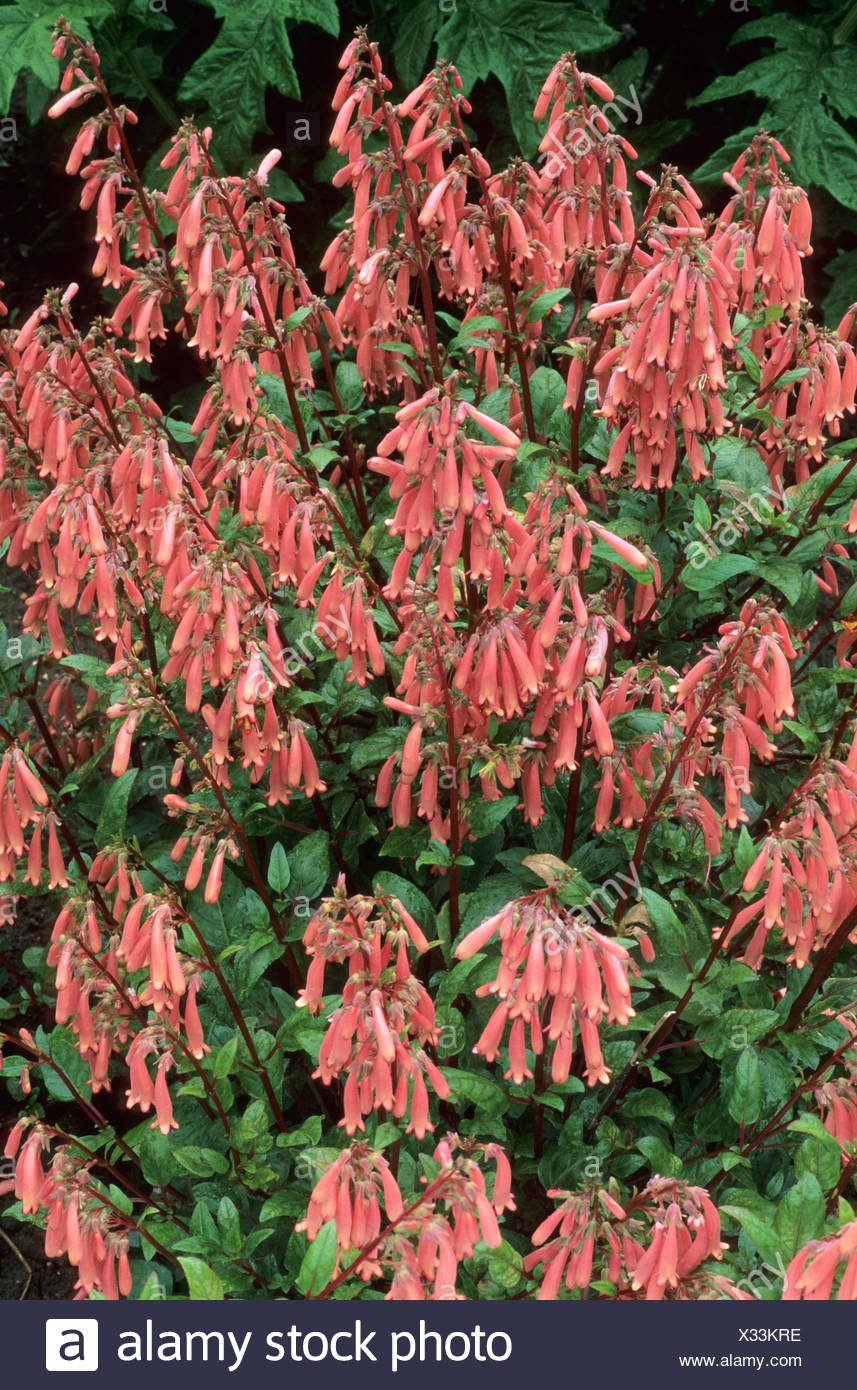 Phygelius Stock Photos & Phygelius Stock Images - Alamy