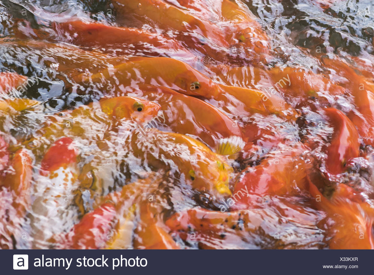 Fishpond High Resolution Stock Photography and Images - Alamy