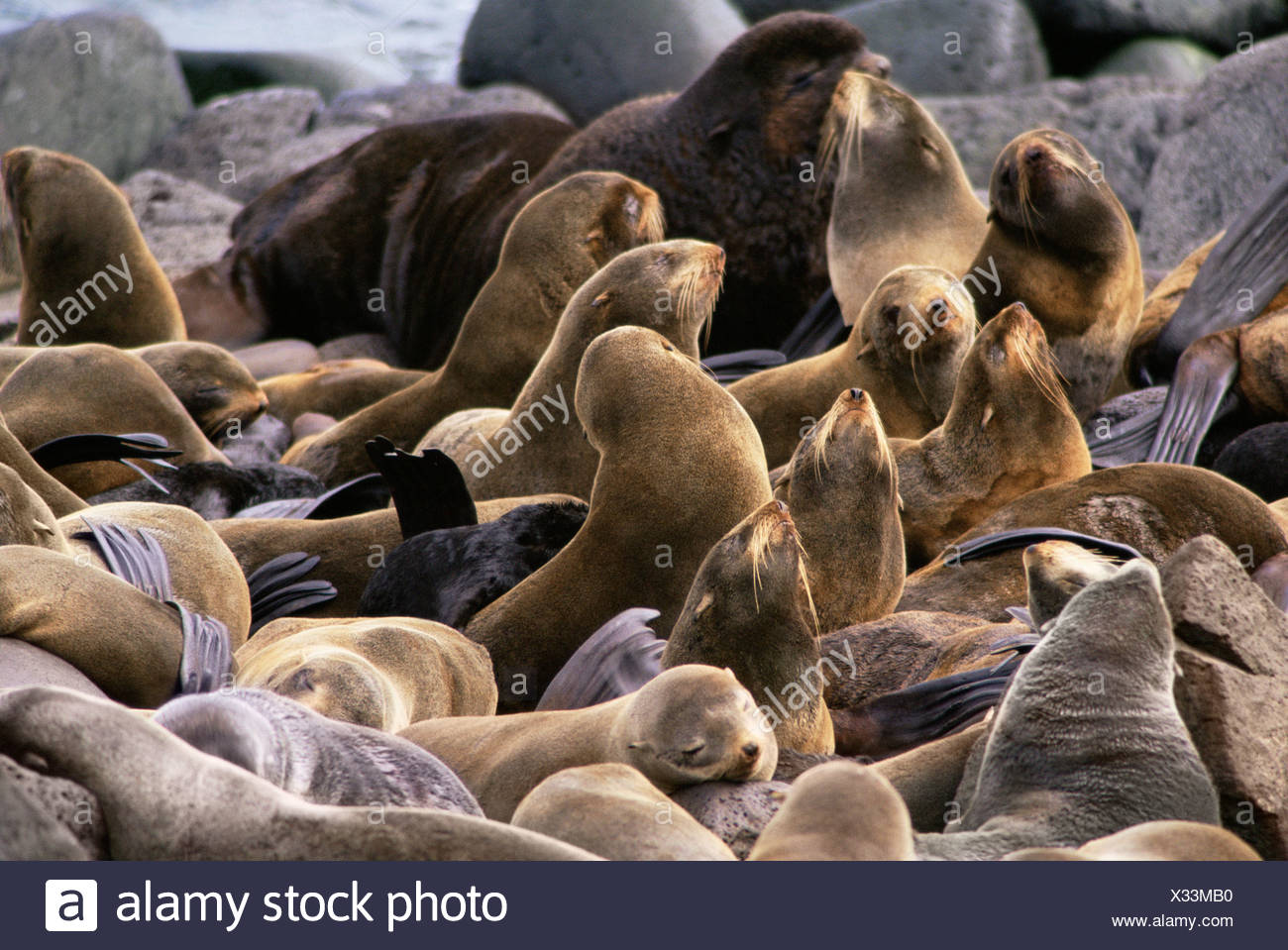 To Seals High Resolution Stock Photography and Images - Alamy