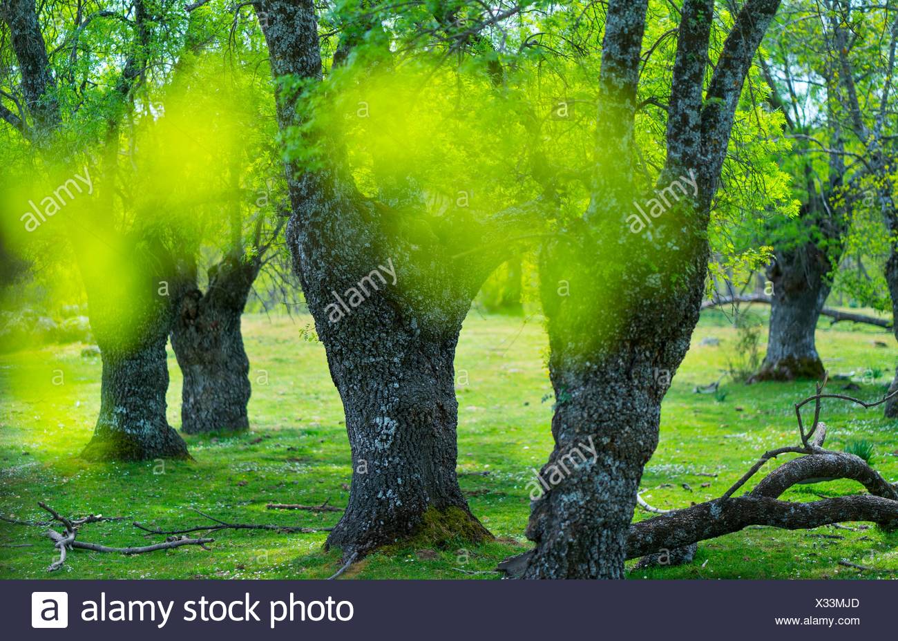 Known As The Ash High Resolution Stock Photography and Images - Alamy
